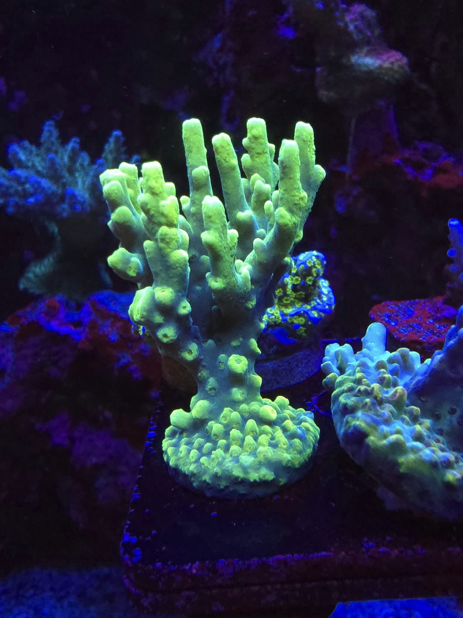 SPS – Heartland Corals, LLC